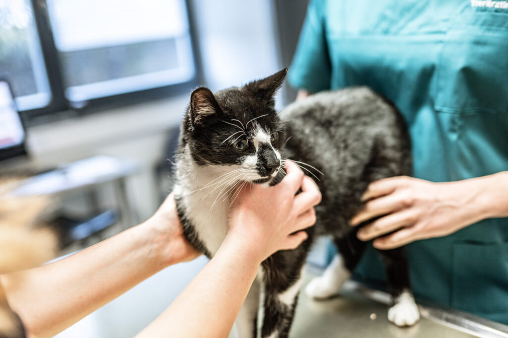 Leistungen - Tierarztpraxis Kettenacker